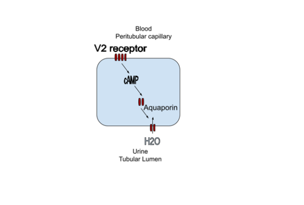 Tolvaptan for the Treatment of Hyponatremia | BCNephro